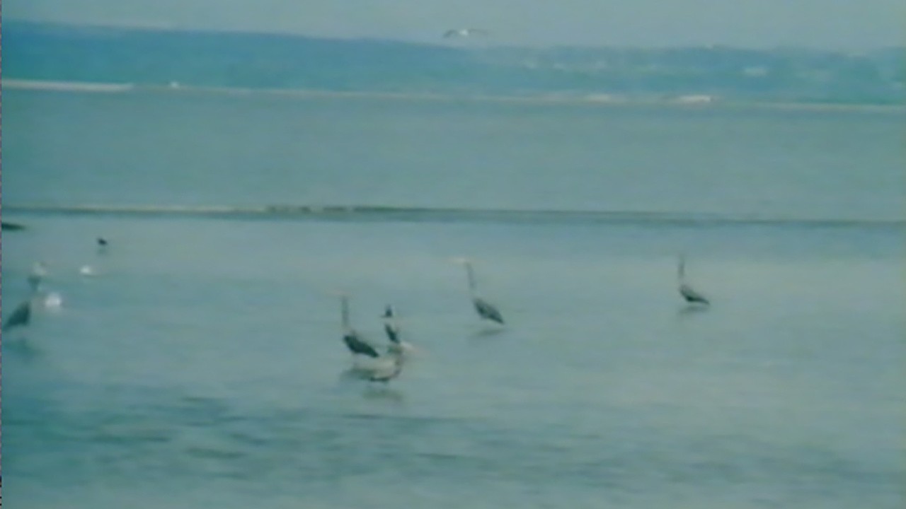 Green Dream 1994 Mubi