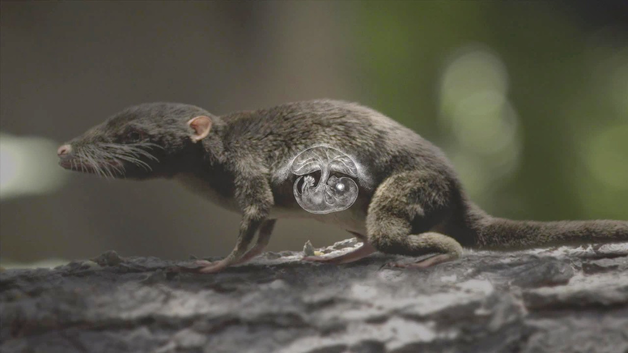 Leaps in Evolution (2015) | MUBI