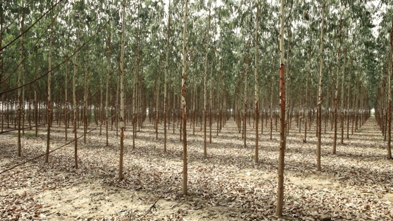 Wind Castle 2015 Mubi