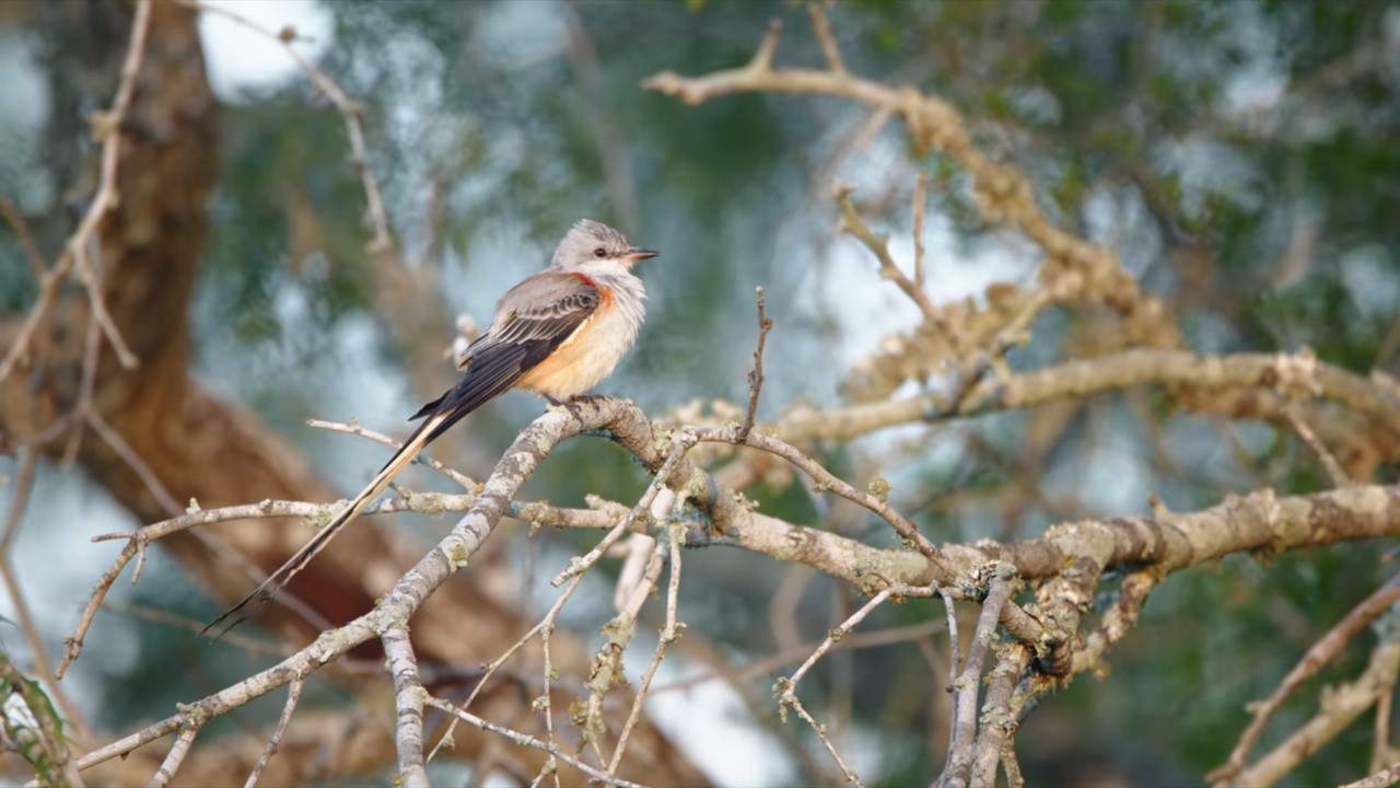 Birders (2019) | MUBI