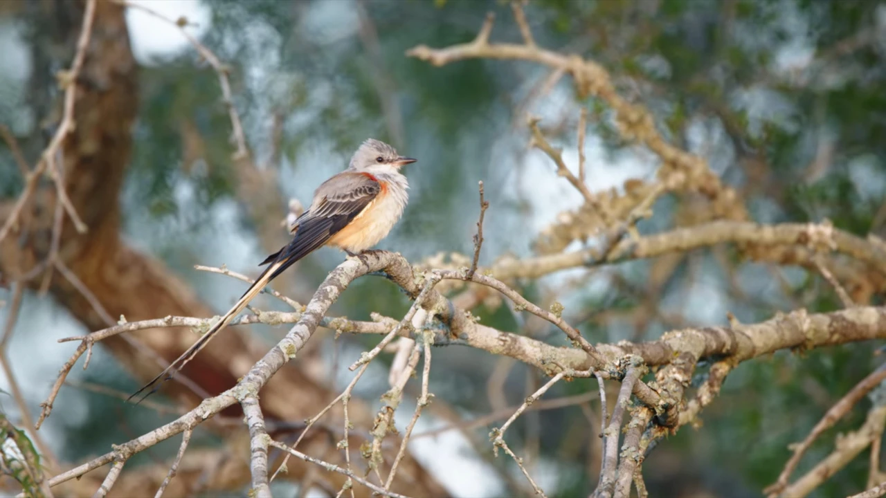Birders (2019) | MUBI