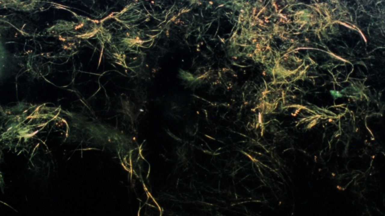 Void 4 Inability 2016 Mubi