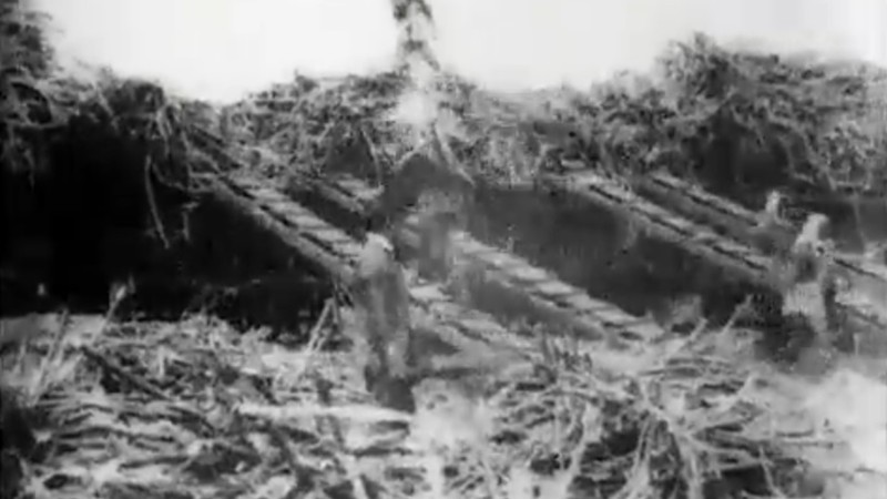 Loading sugar cane (1902) | MUBI Loading sugar cane (1902) | MUBI