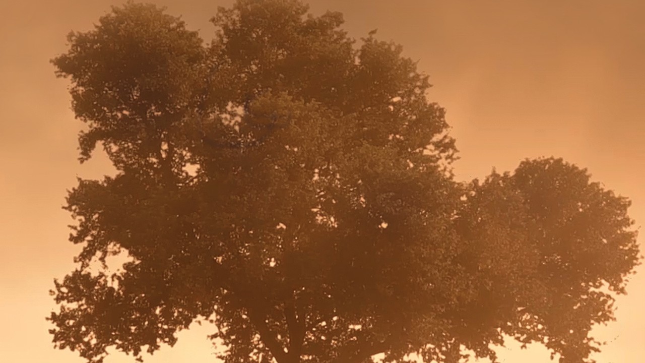 The Last Tree (2020) | MUBI