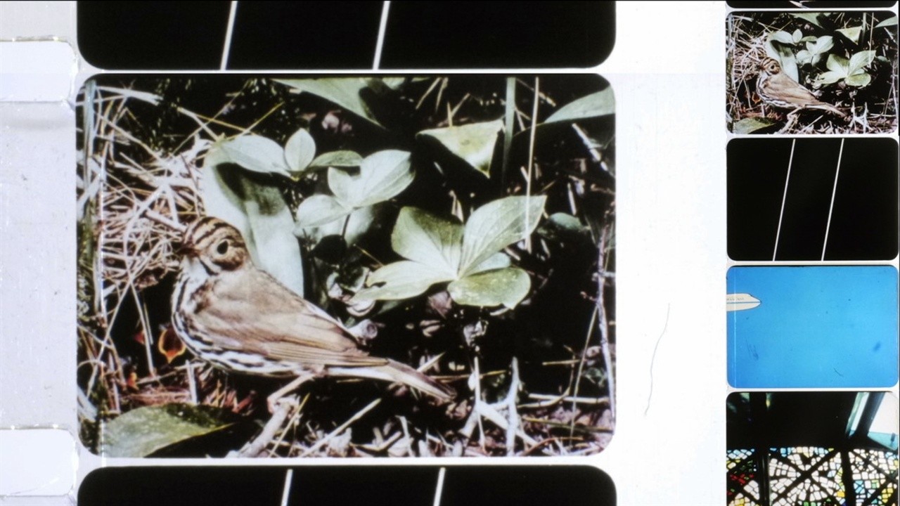 Pattern Recognition 2019 Mubi