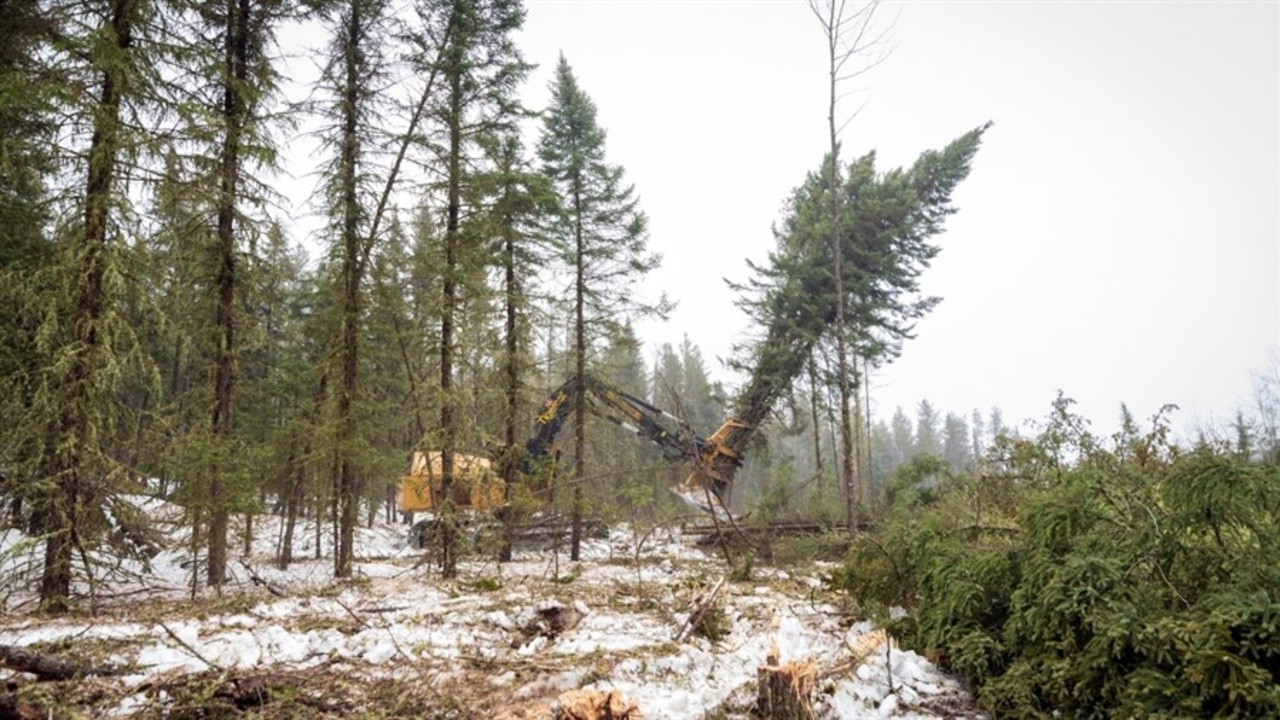 Borealis (2020) | MUBI