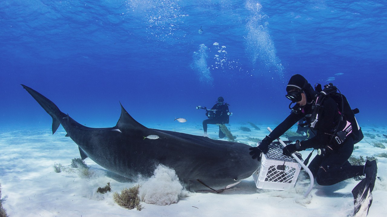 Epiphany (2016) | MUBI