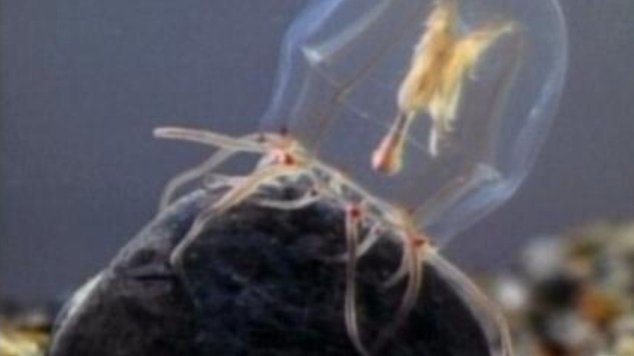 Polyorchis Haplus (1970) | MUBI