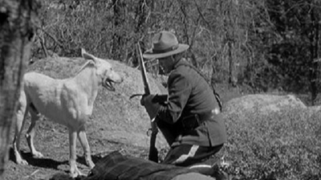 Snow Dog (1950) | MUBI