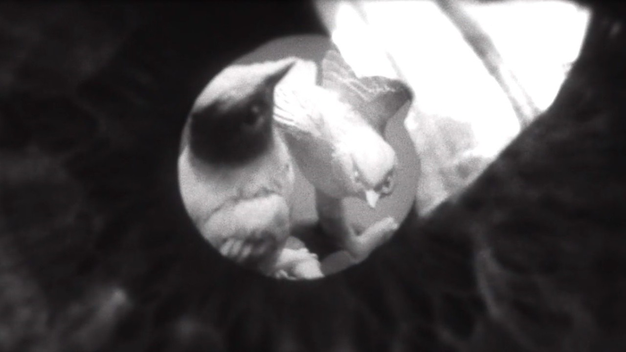 The Shutterbug Man (2014) | MUBI