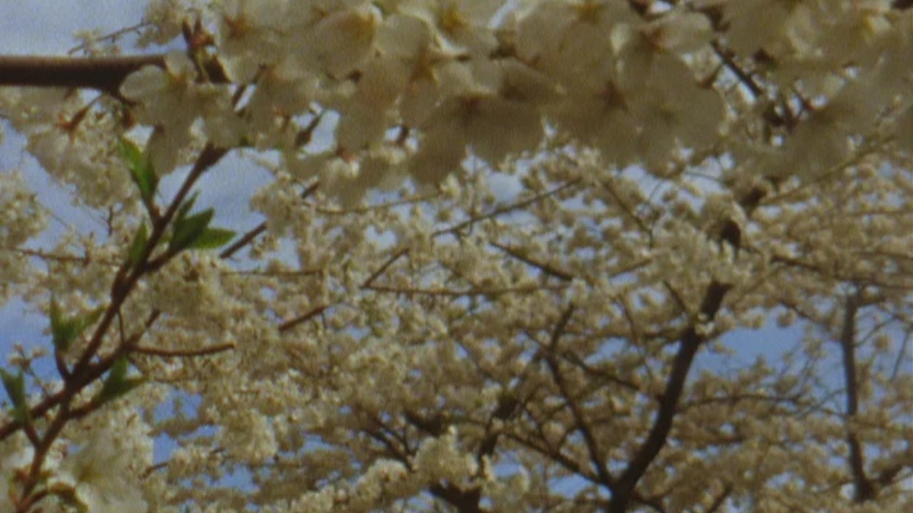 Clouds of Spring (2019) | MUBI