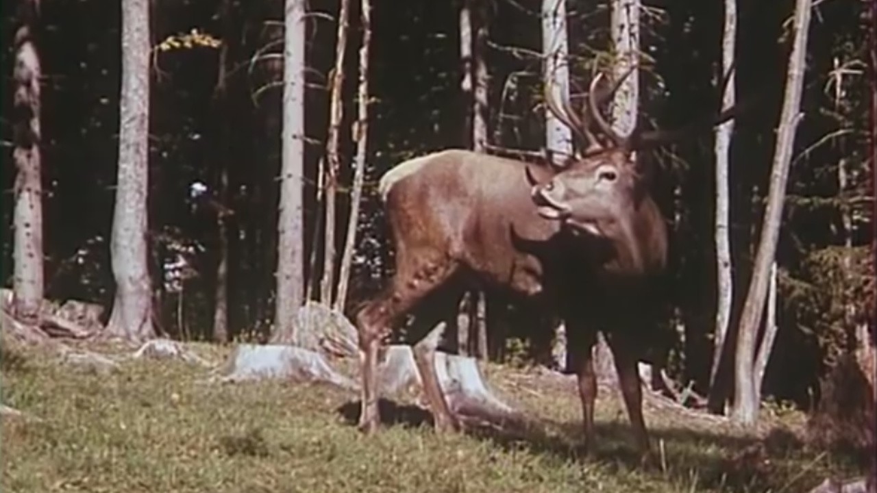 The Sumik Tournament (1965) | MUBI