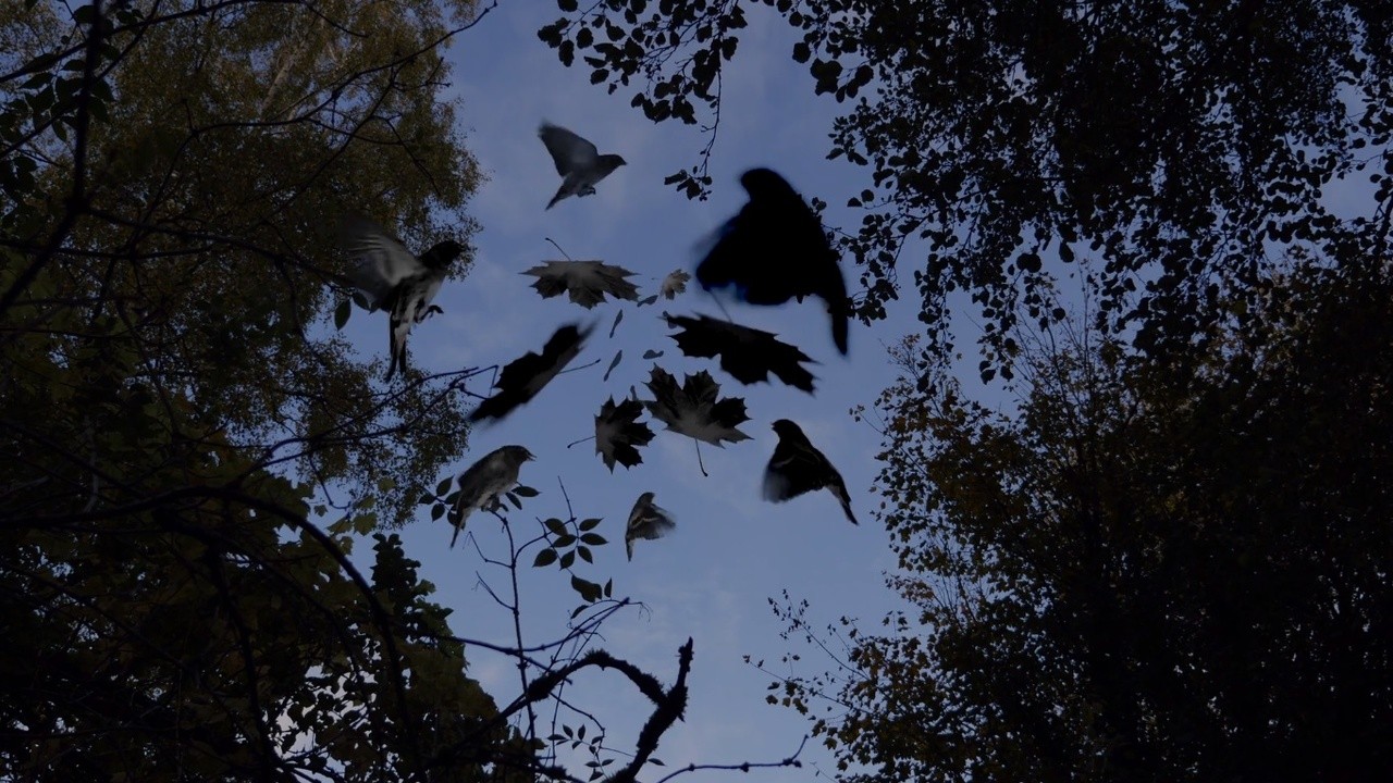 A Half-Fledged Thing (2019) | MUBI