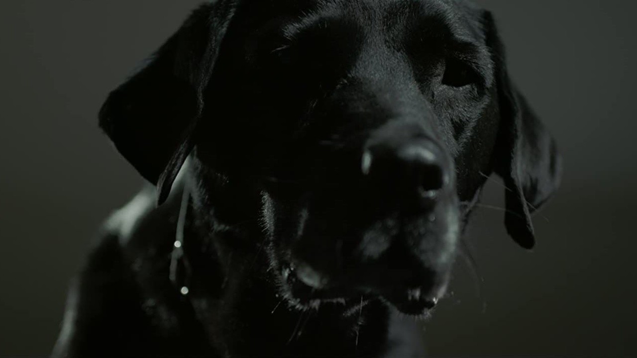 Walter the Dog (2019) | MUBI