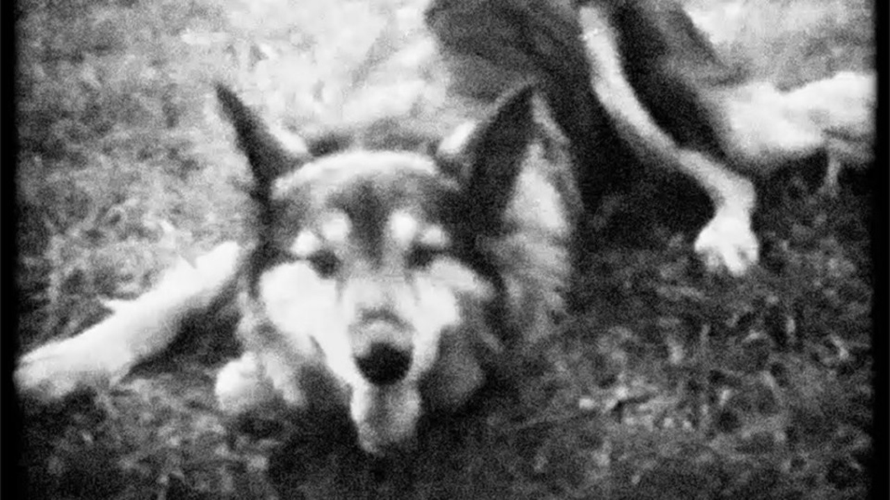 Meeeow. (2016) | MUBI