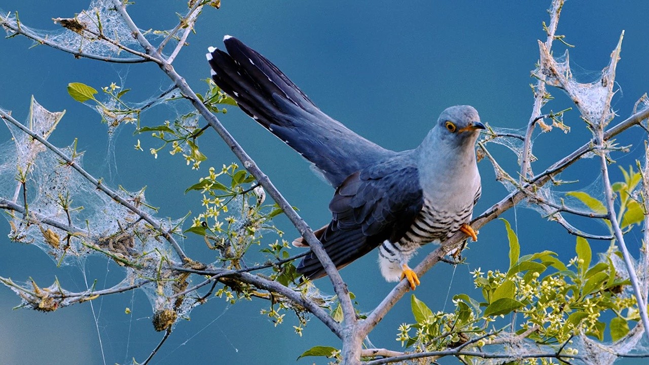 Birds of the Lakes Return (2018) | MUBI