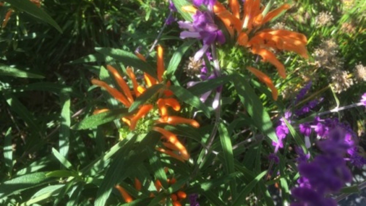 Interlude (2019) | MUBI