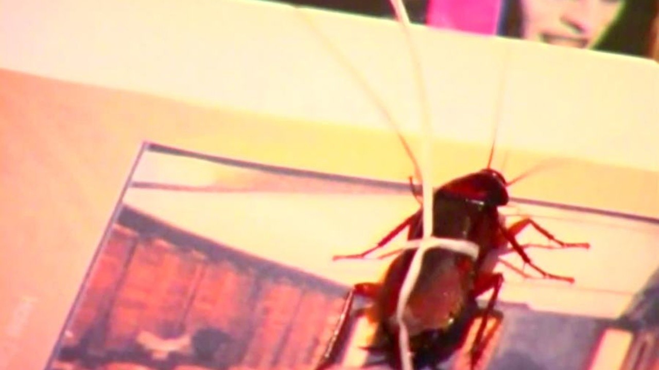 A Brief History of Paradise as Told by the Cockroaches (2003) | MUBI