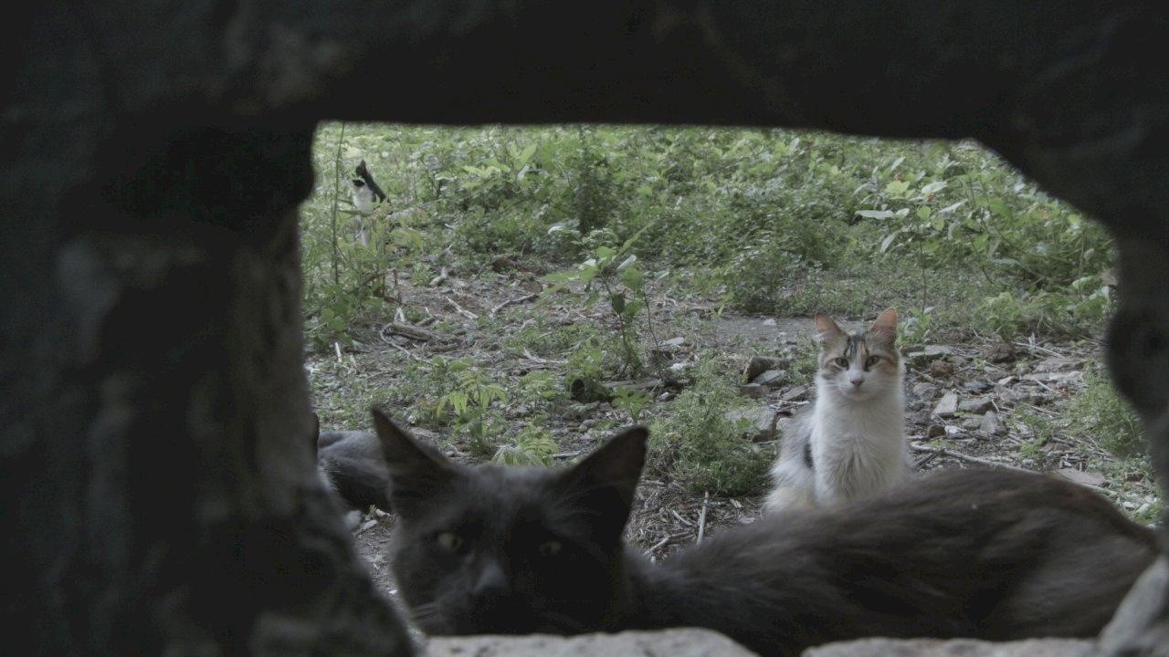 El baldío (2021) | MUBI