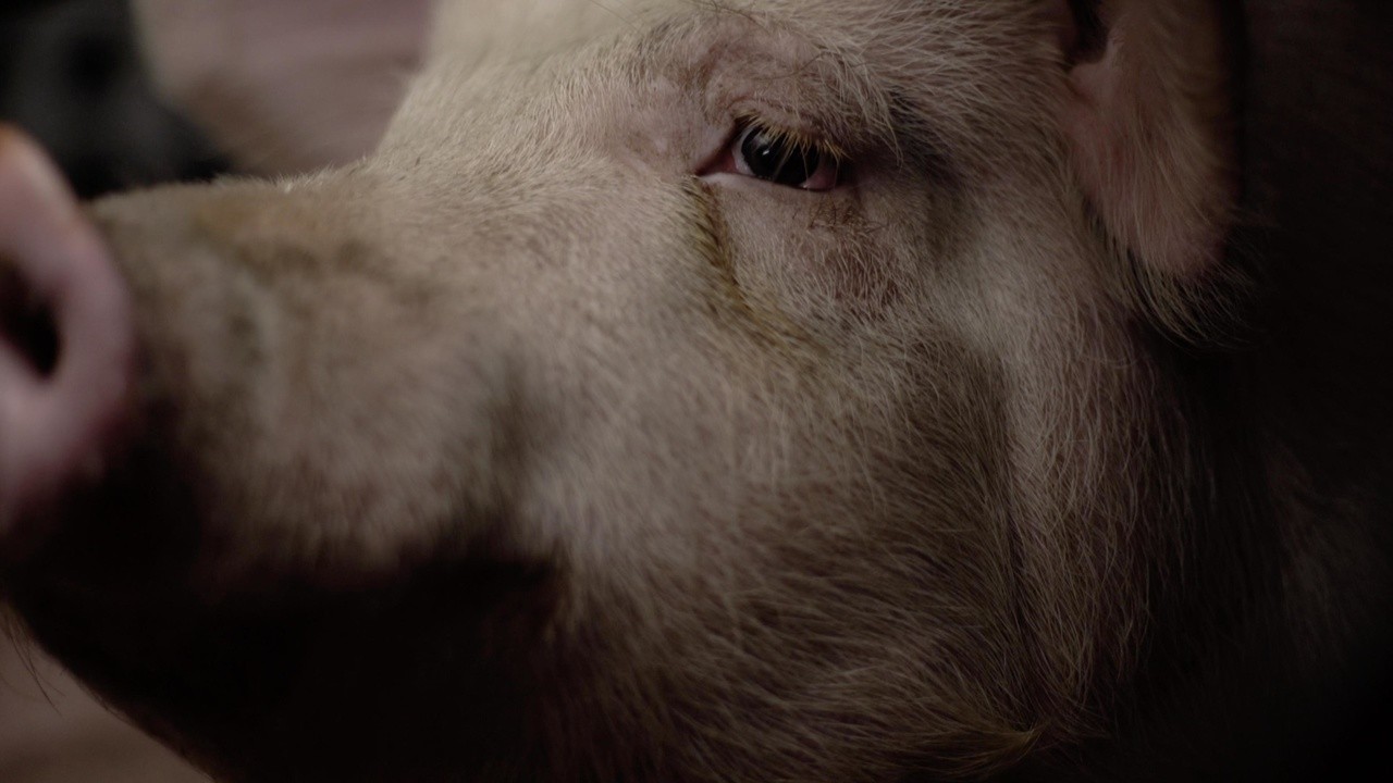 Eyes (2020) | MUBI