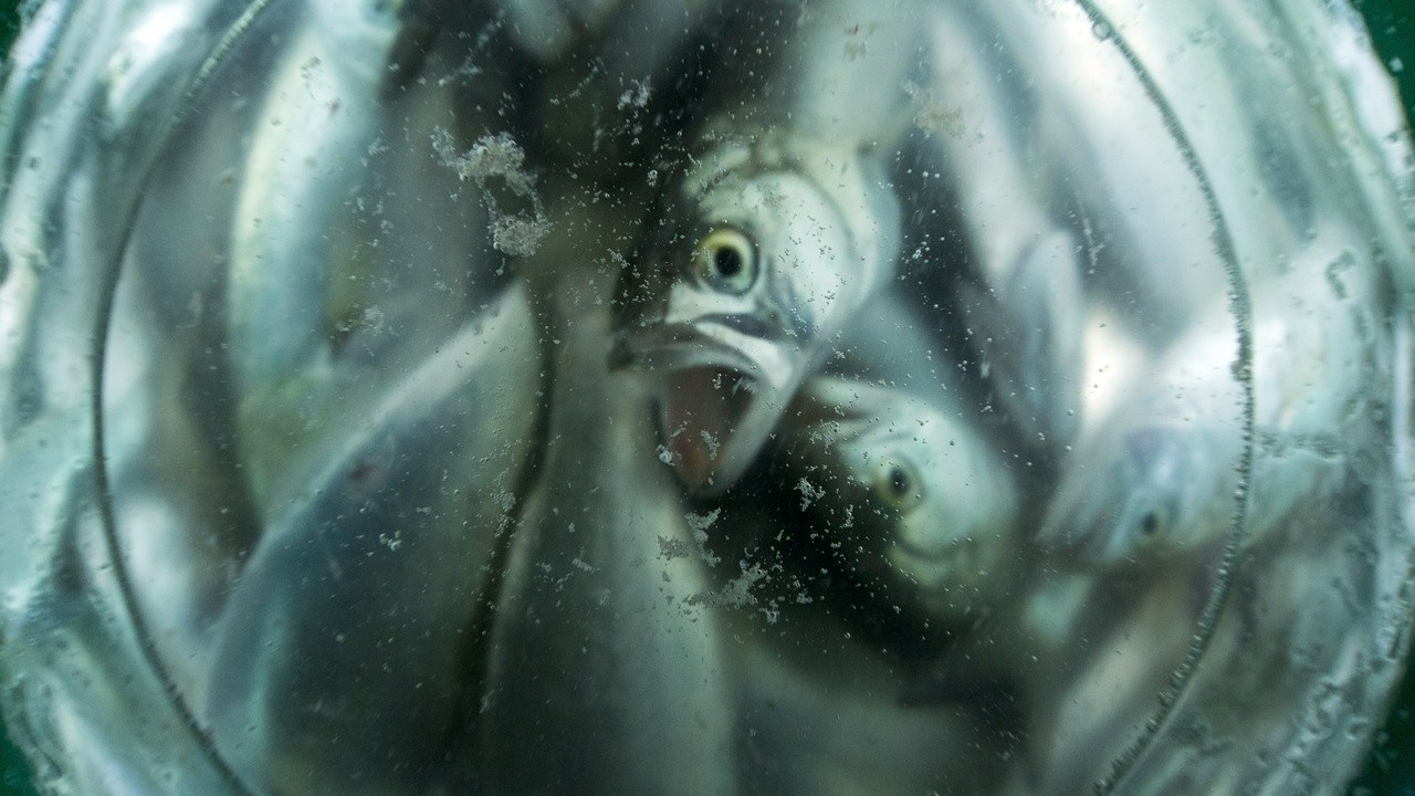 Bluefish (2017) | MUBI