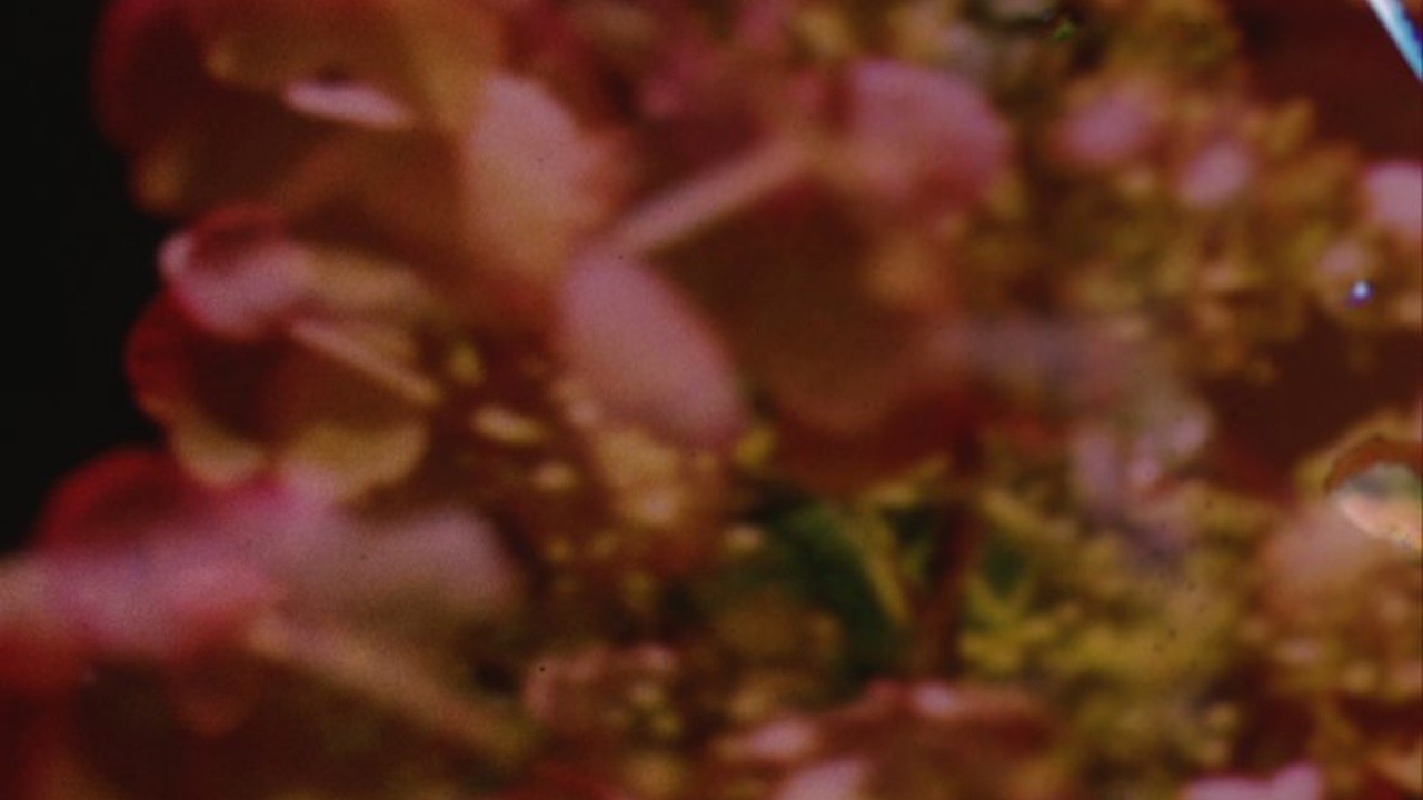 Moments from the Fall (2017) | MUBI