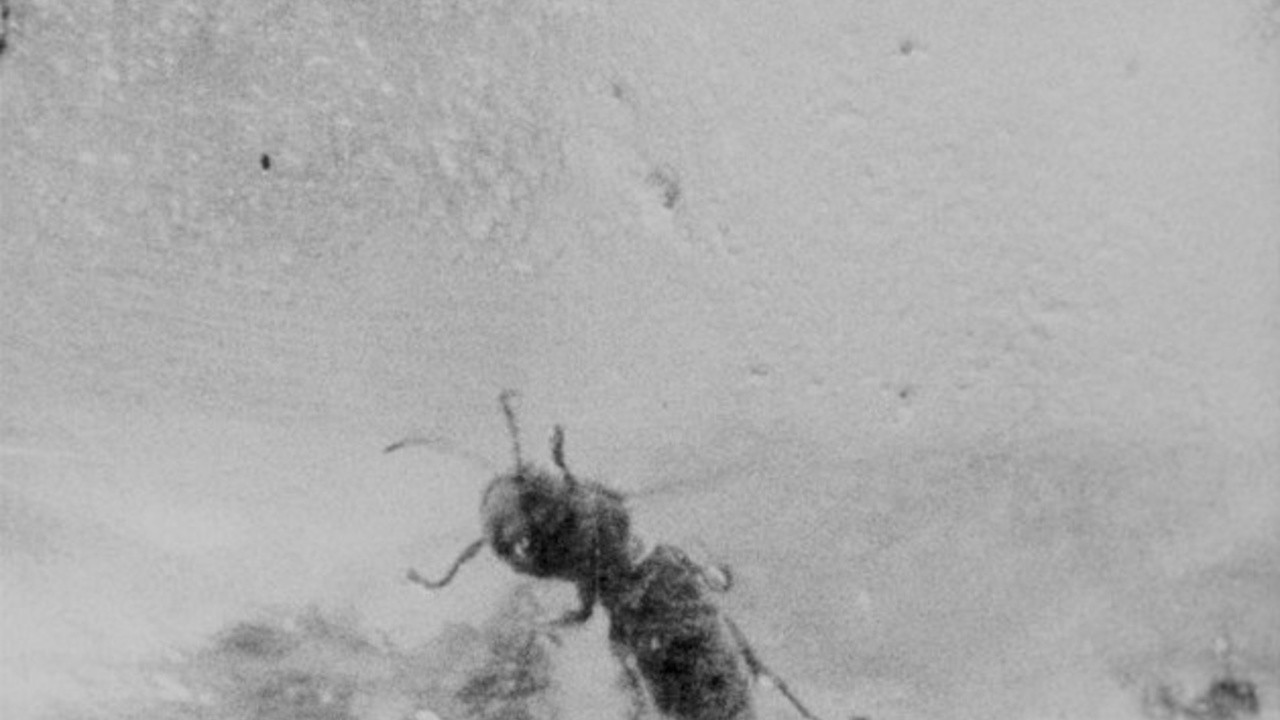 Première fraction (2014) | MUBI