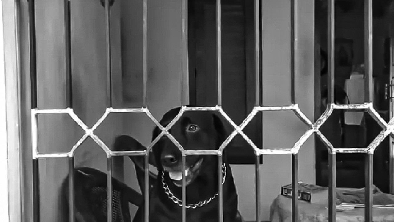 The Distance (2020) | MUBI