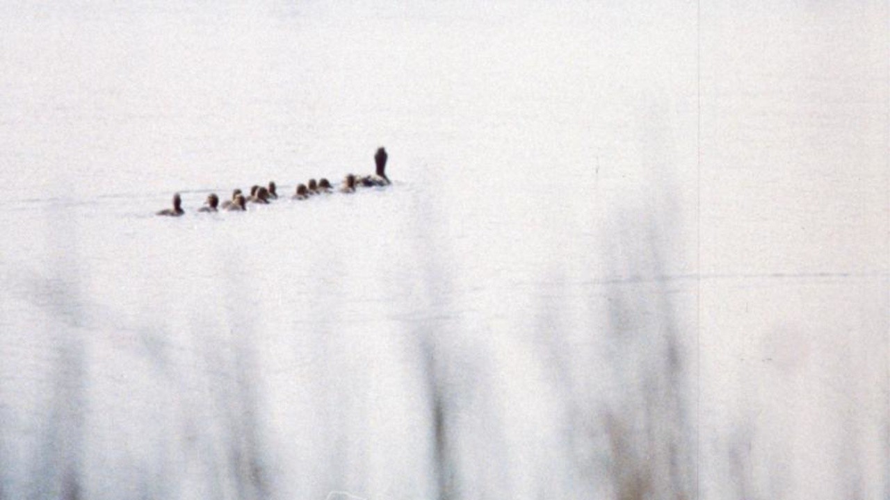Spring, wenn du kannst (1985) | MUBI