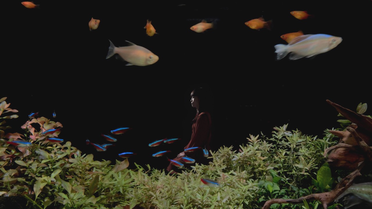 The Fish with One Sleeve (2021) | MUBI