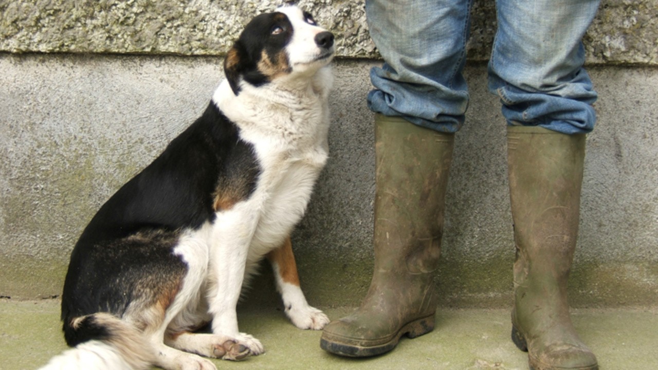 Useless Dog (2004) | MUBI