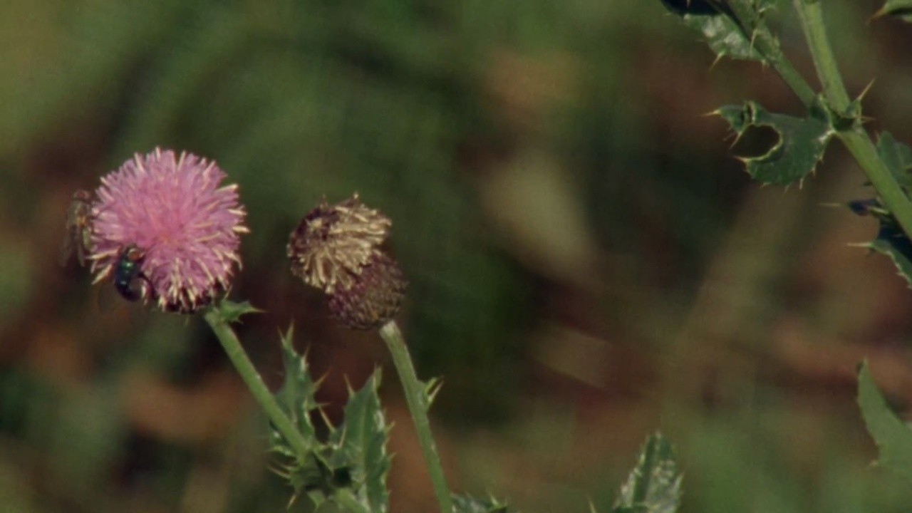 Distance (2018) | MUBI