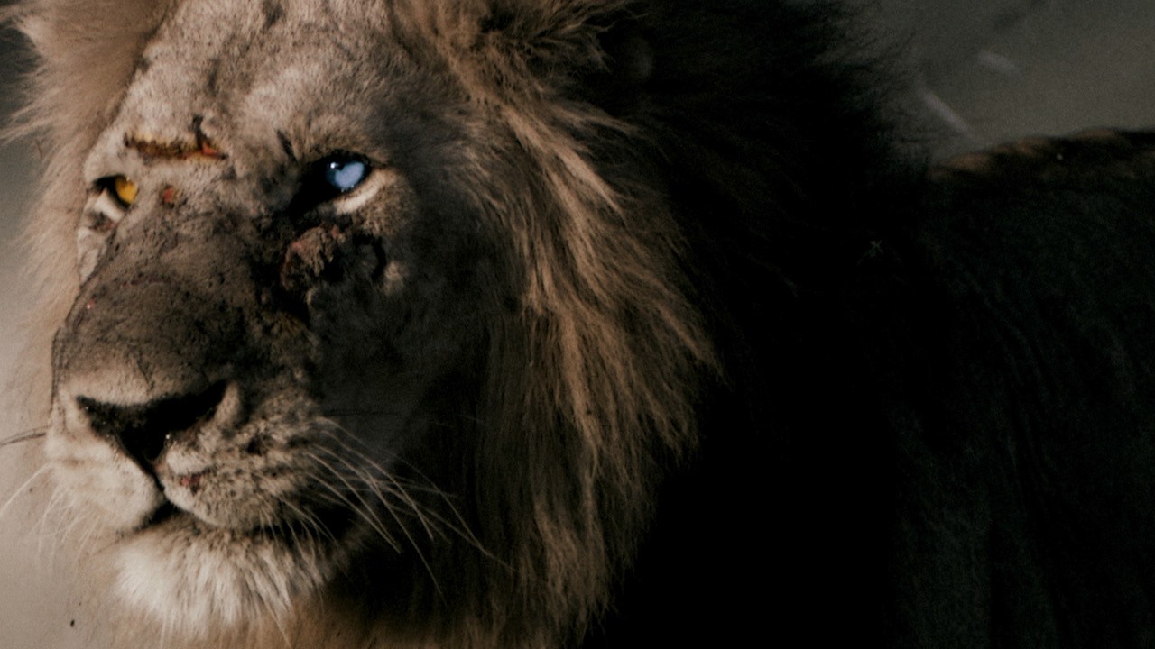 The Bastard King (2021) | MUBI