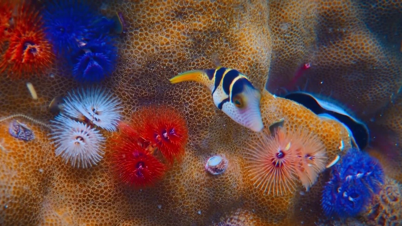 Puff: Wonders of the Reef (2021) | MUBI