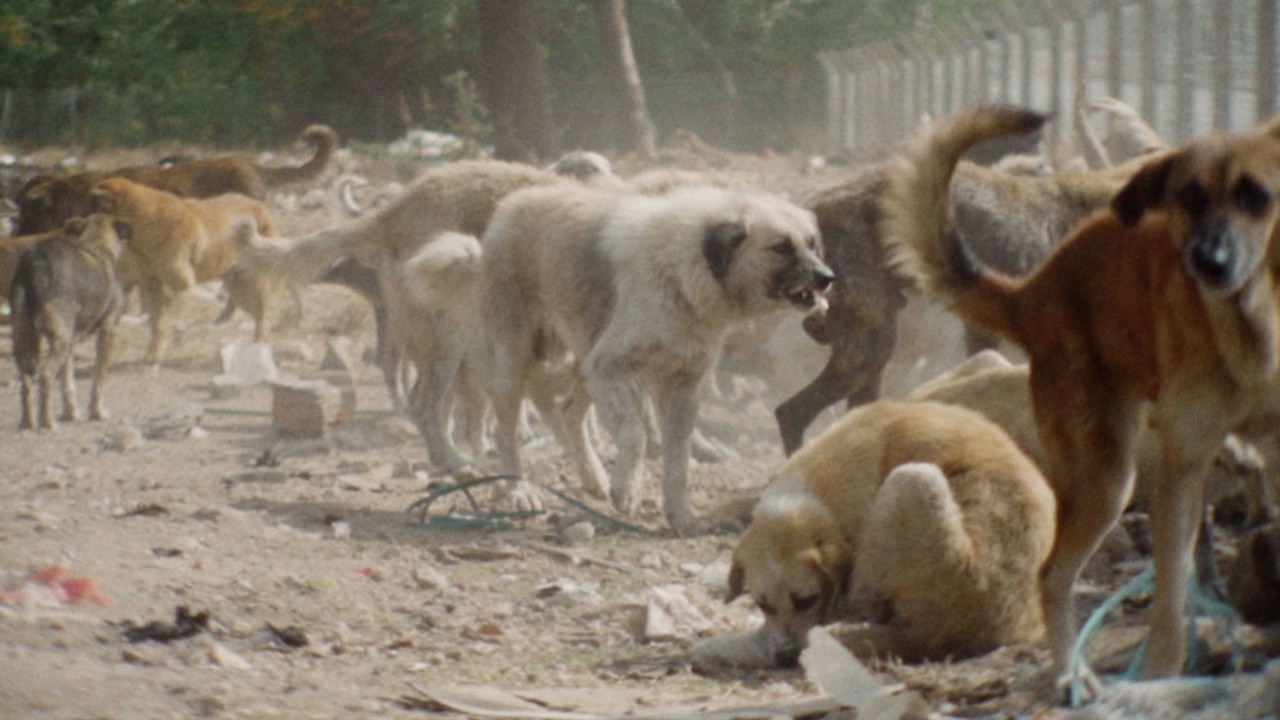 Your Wild Dogs Want Freedom (2022) | MUBI