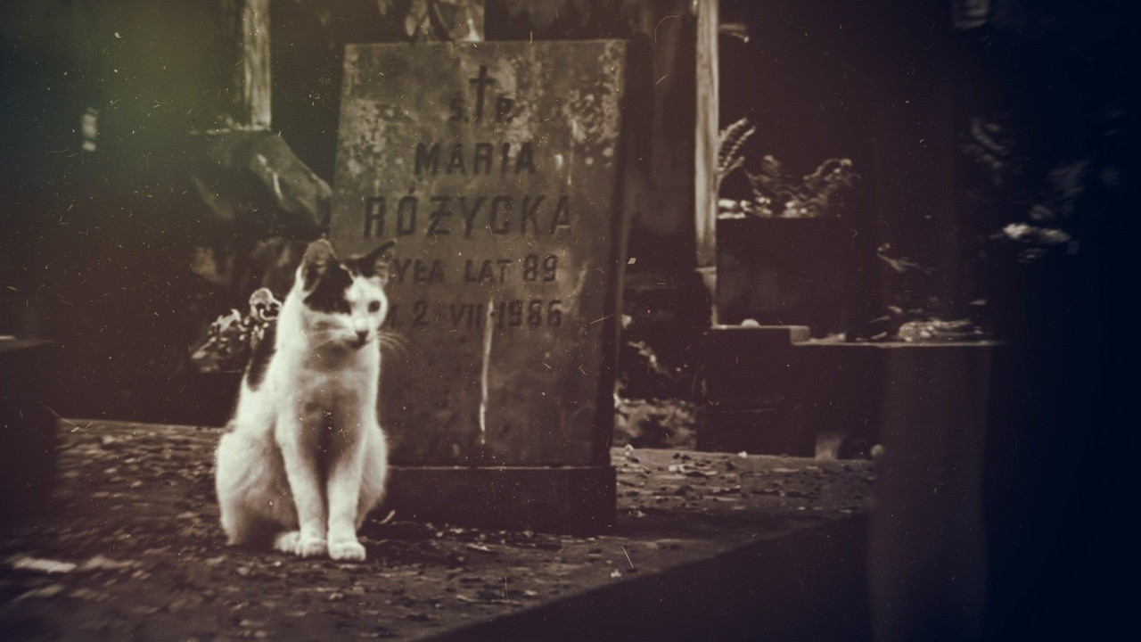 Kitty, Kitty (2008) | MUBI