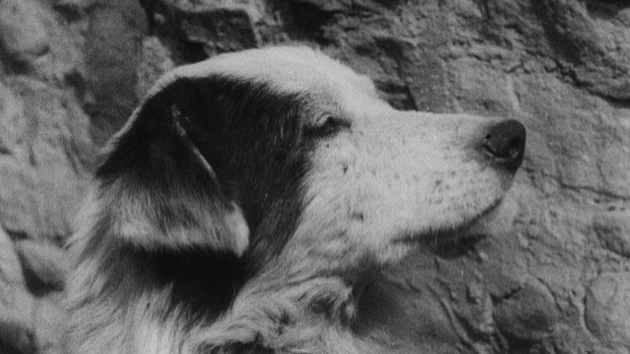 Sheep Dog (1939) | MUBI