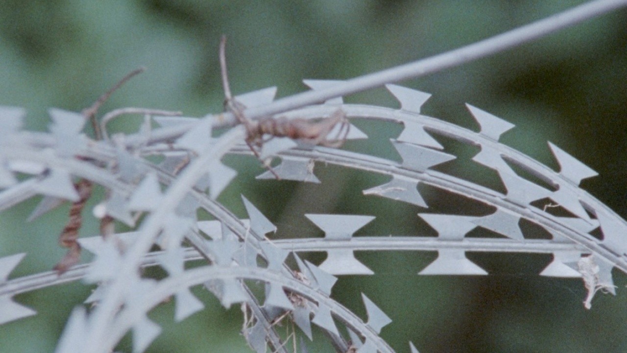 Newsreel 670 – Red Forests (2022) | MUBI