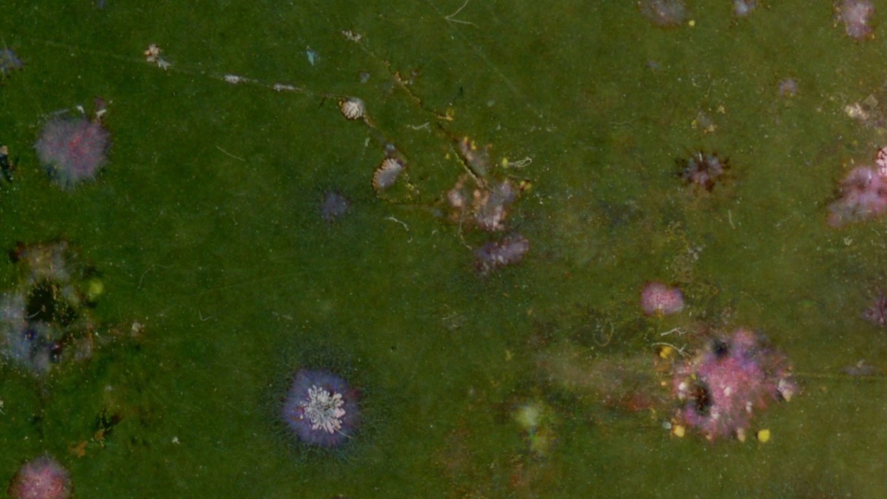 Rough Red (2022) | MUBI