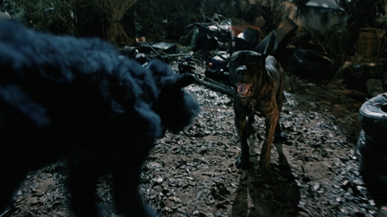 The Cat (1992) | MUBI