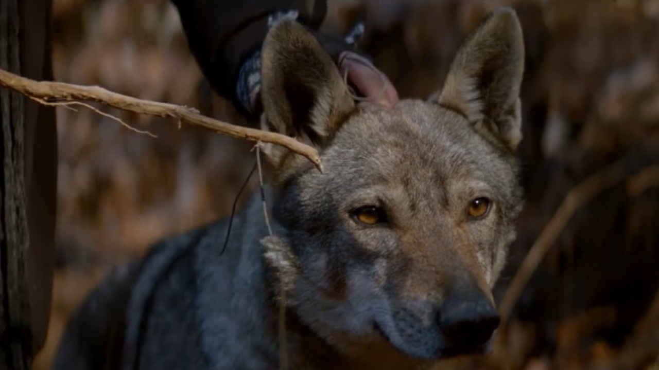 Wolfberries (2022) | MUBI