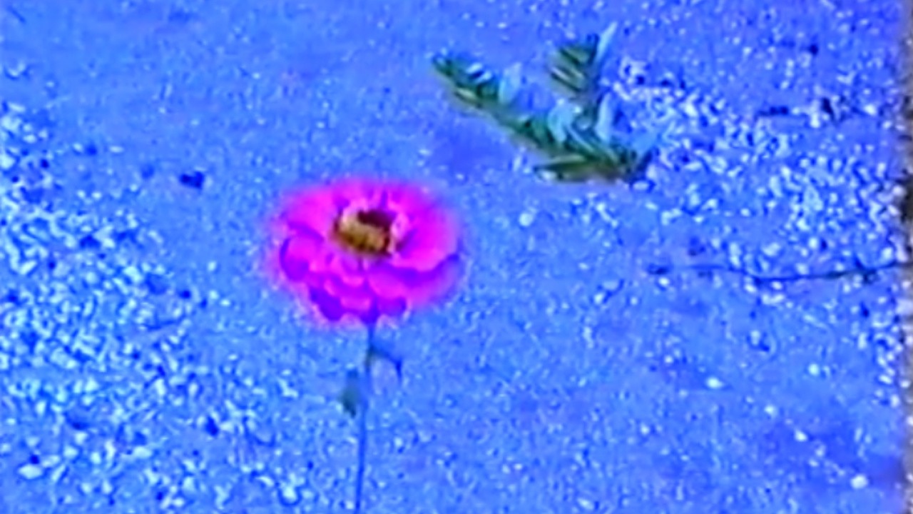 Wild Flowers (2022) | MUBI