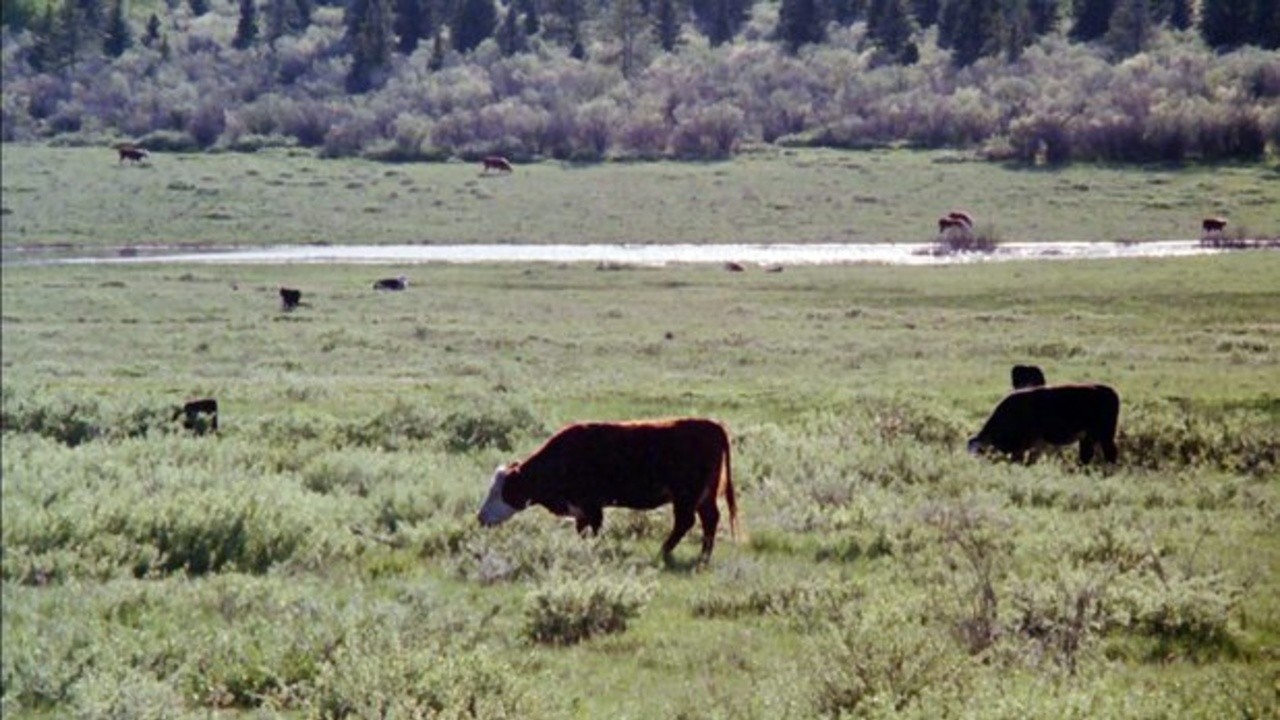 How Things Have Changed (1971) | MUBI