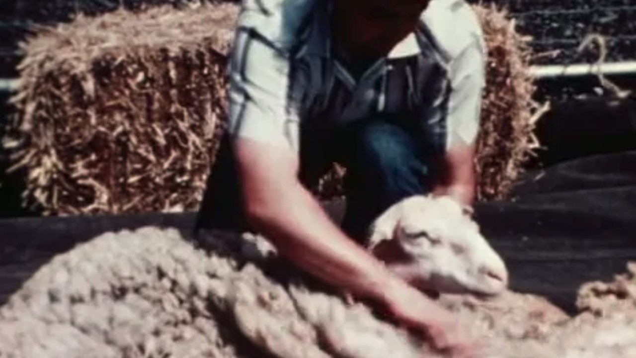 Sheep (1975) | MUBI