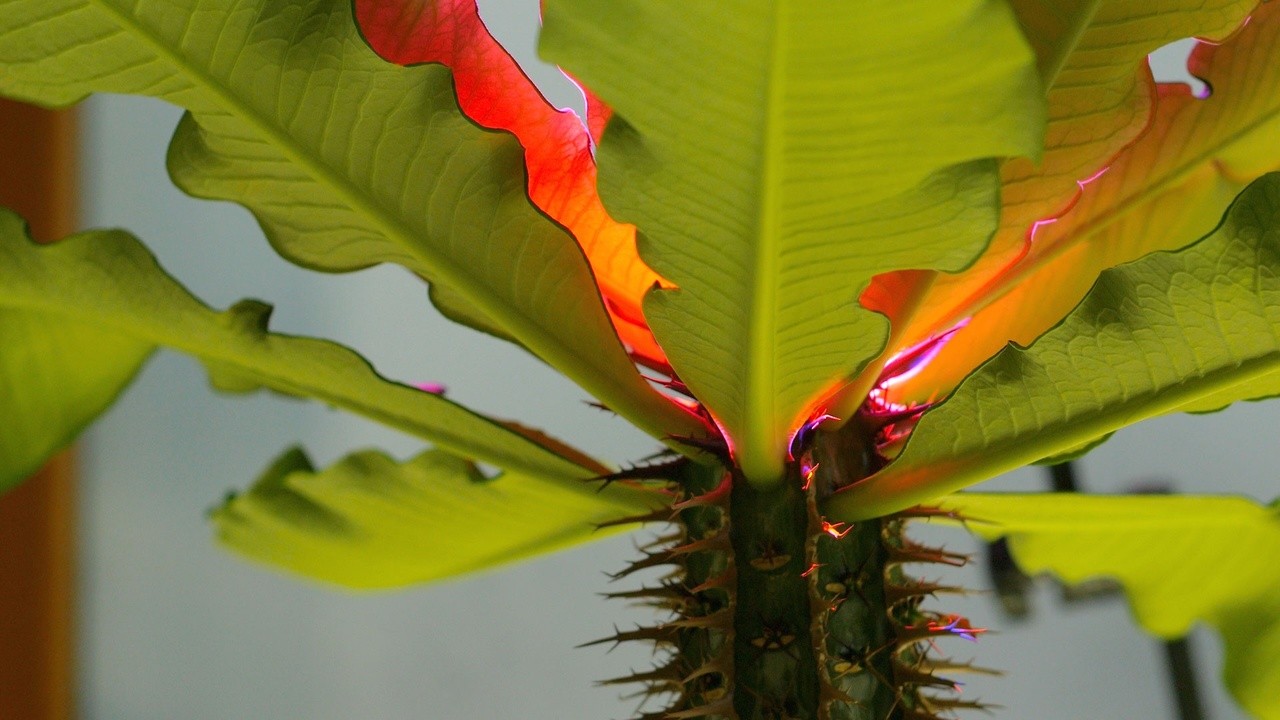 Light Needs (2023) | MUBI