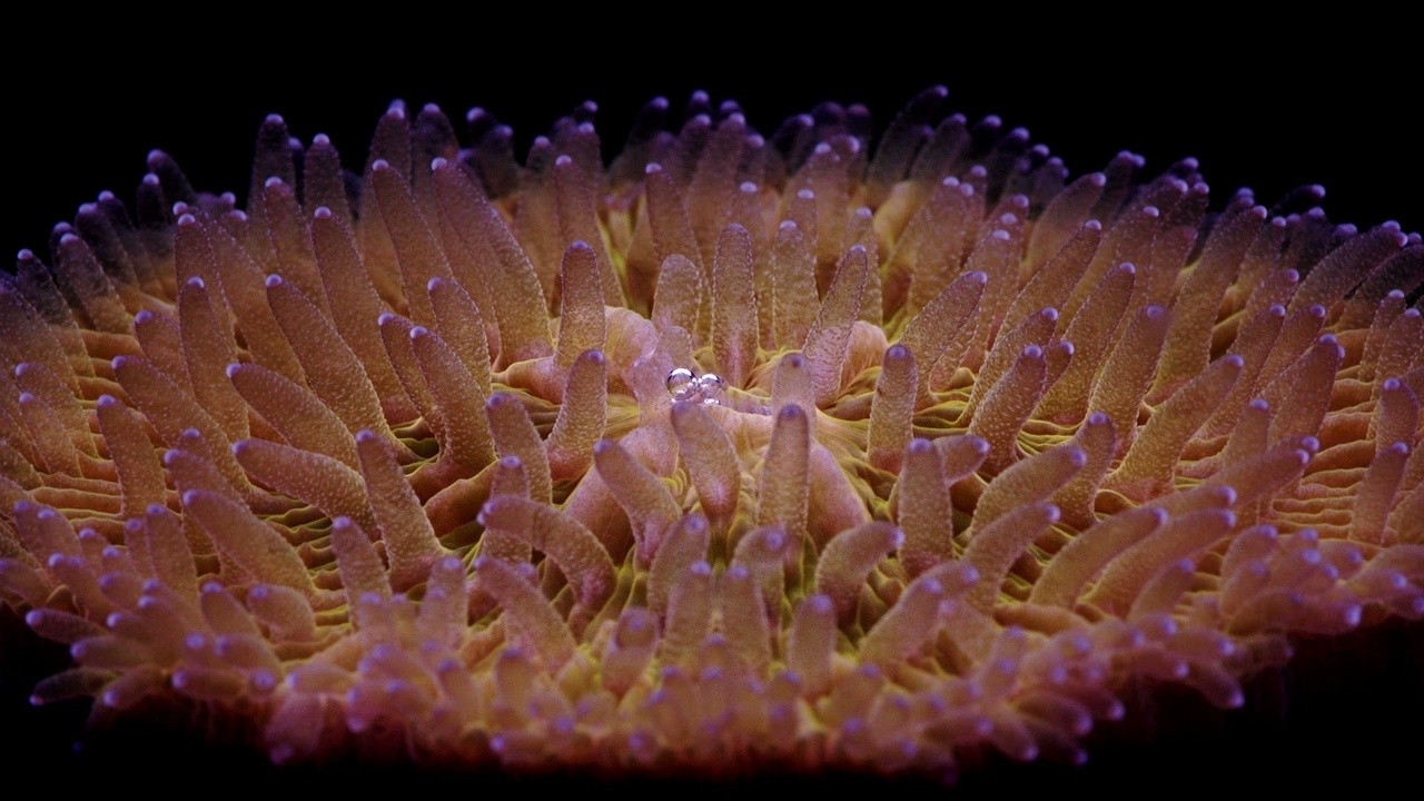 Silent Extinction (2023) | MUBI