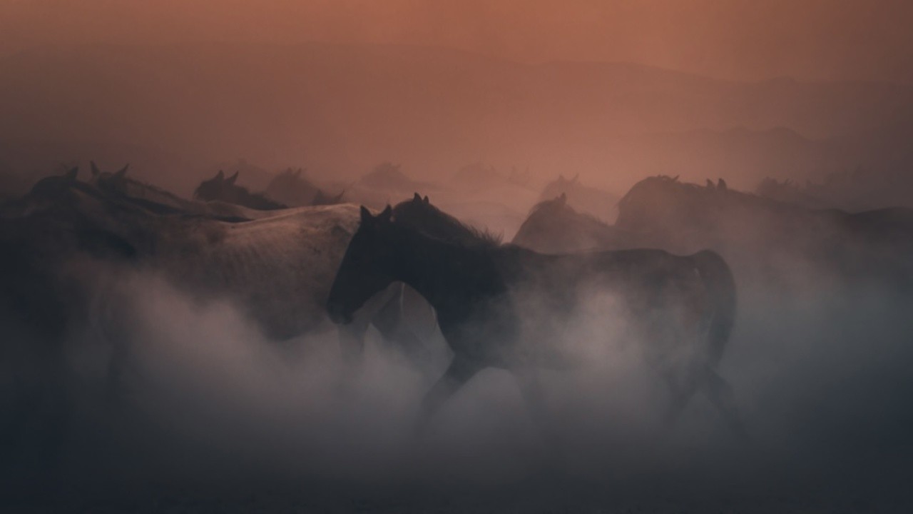 Wild Beauty: Mustang Spirit of the West (2022) | MUBI