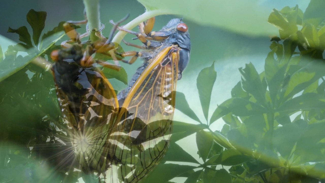 The Dormant Language of Love (2022) | MUBI