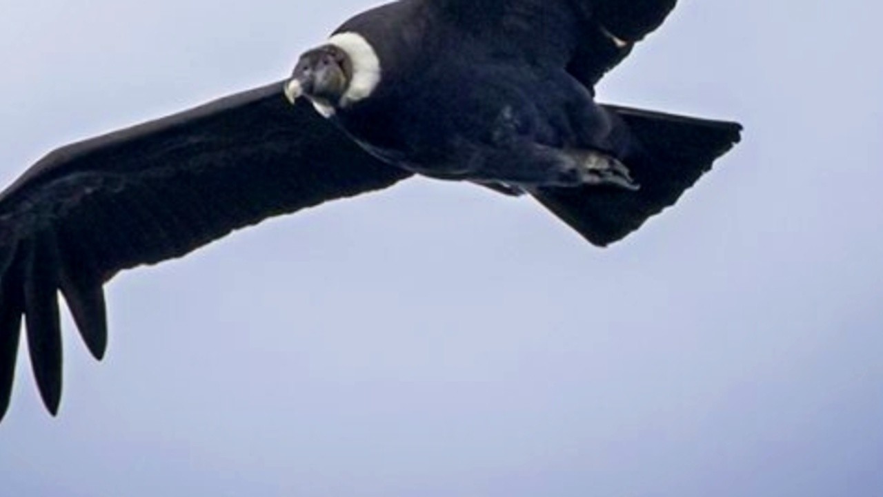 Birds and Planes (1967) | MUBI