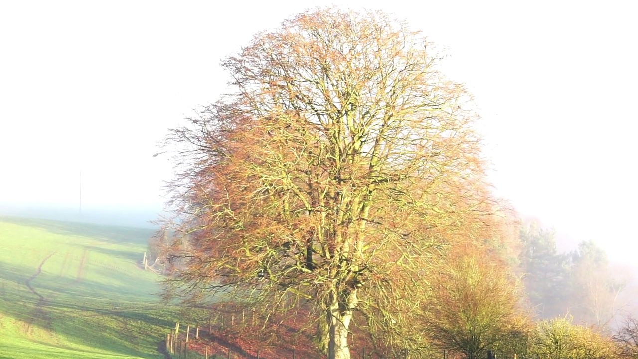 Appearance (2019) | MUBI